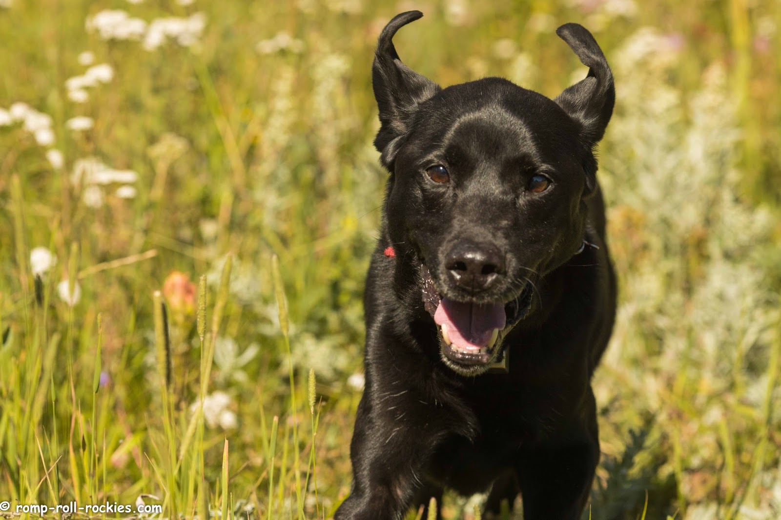 Romping and Rolling in the Rockies: Our Black Dog