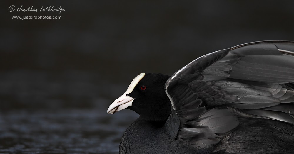 Wanstead Birder: Slow start