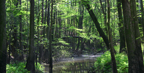 Dreaming in Daylight: East Texas Piney Woods (Texas for Writers #4)