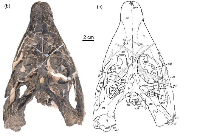 Waxing Paleontological: Tubby, Armored Sea Lizards of the Triassic