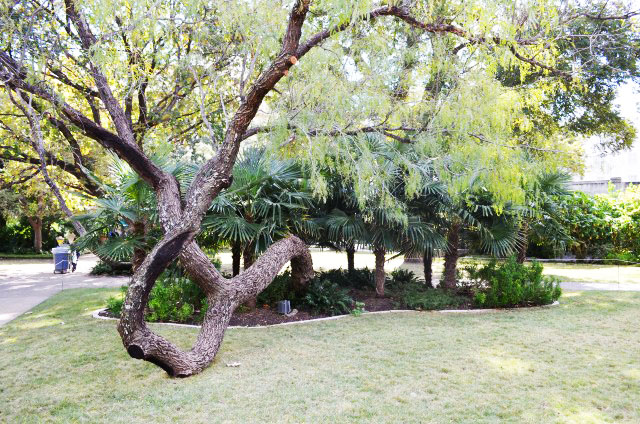 ÁLAMO - A VERDADEIRA HISTÓRIA - PIPOCA 3D