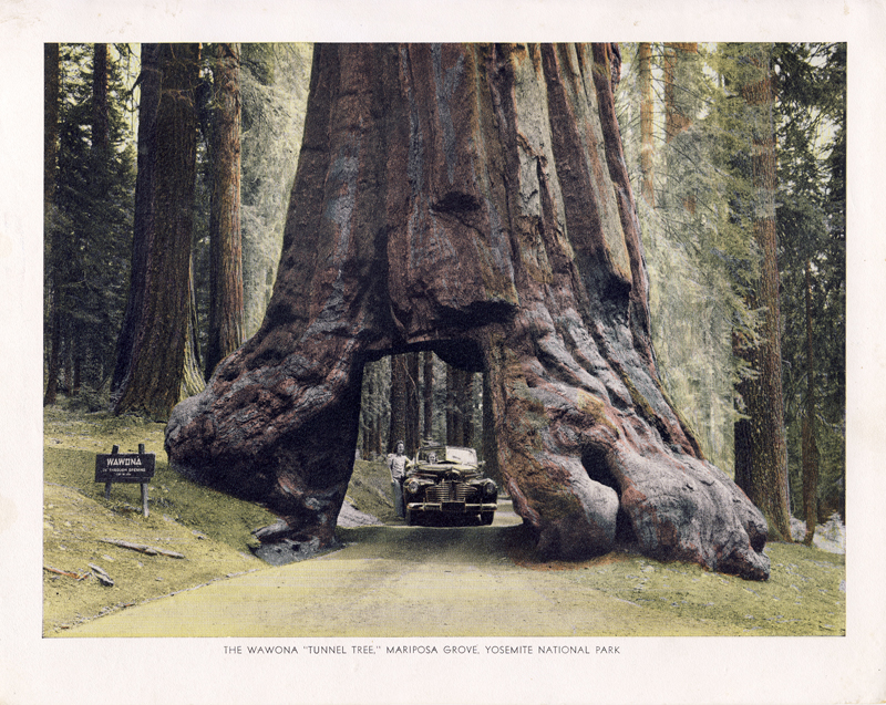 Sunshine Daydream: The Wawona Tree