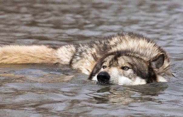 White Wolf : Grey Wolf Swiming in Oba Lake, Ontario, Canada (VIDEO)