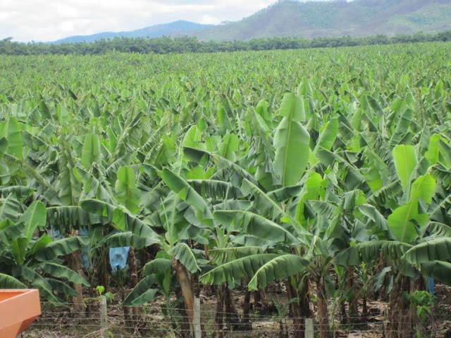 KILIMO BORA CHA MIGOMBA