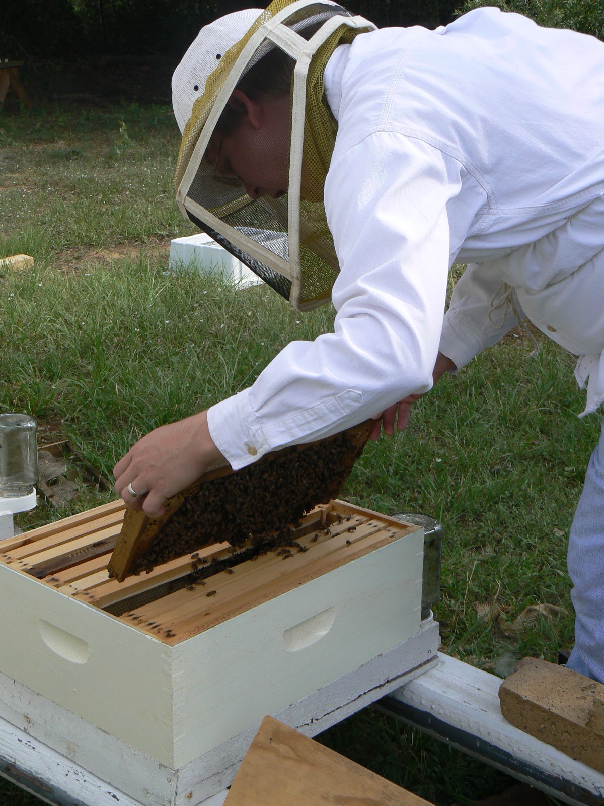 Lehmann Beekeeping and Apiary
