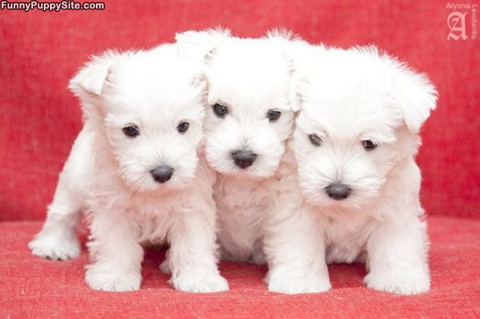 Latest Wallpapers: cute white puppies