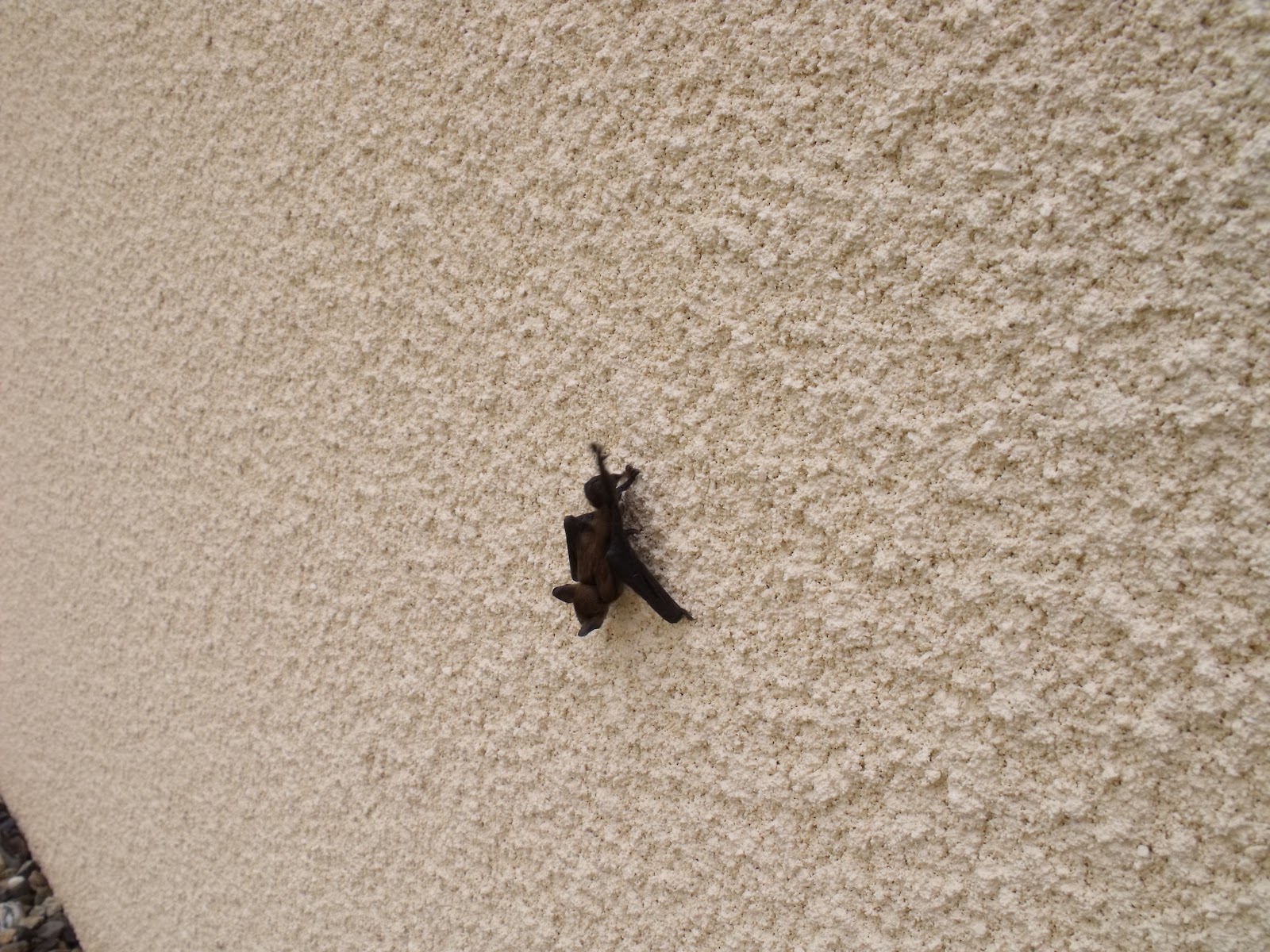 Le blog de Caro: Un bébé Chauve-Souris mâle