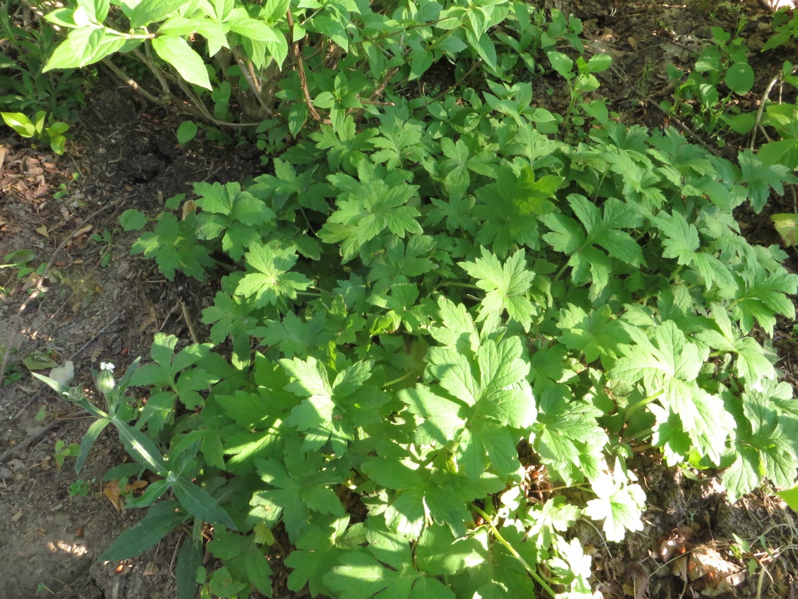 A Native Plant Walkabout