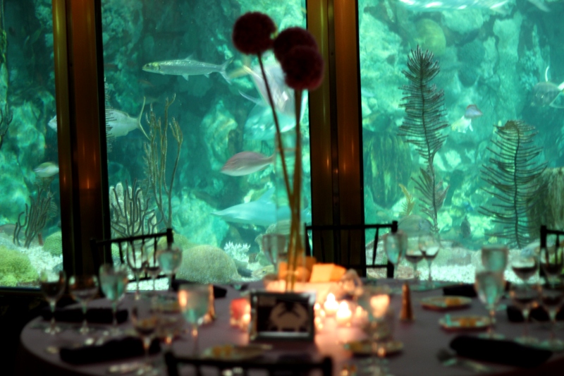 Bashert Weddings: Holly & Skip: Beauty Under the Sea