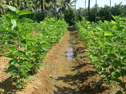 SERICULTURE ACTIVITIES - MULBERRY CULTIVATION & SILK PRODUCTION ...