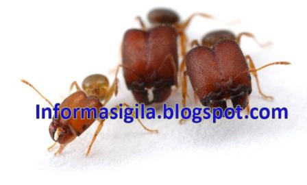 Wow..!!! Inilah Semut Raksasa Hasil Rekayasa genetika | Informasi Gila