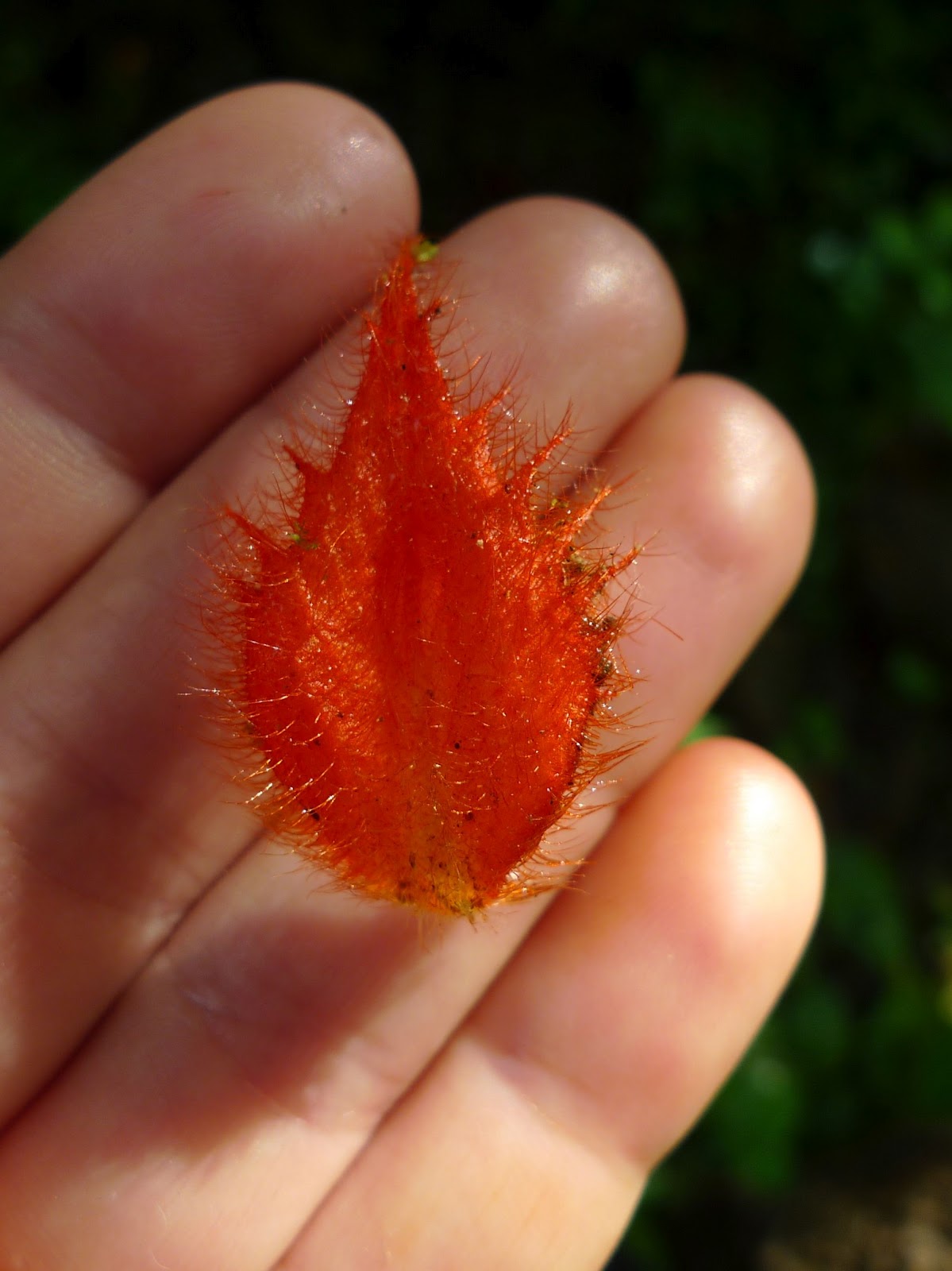 Winter Foliage: Rainforest