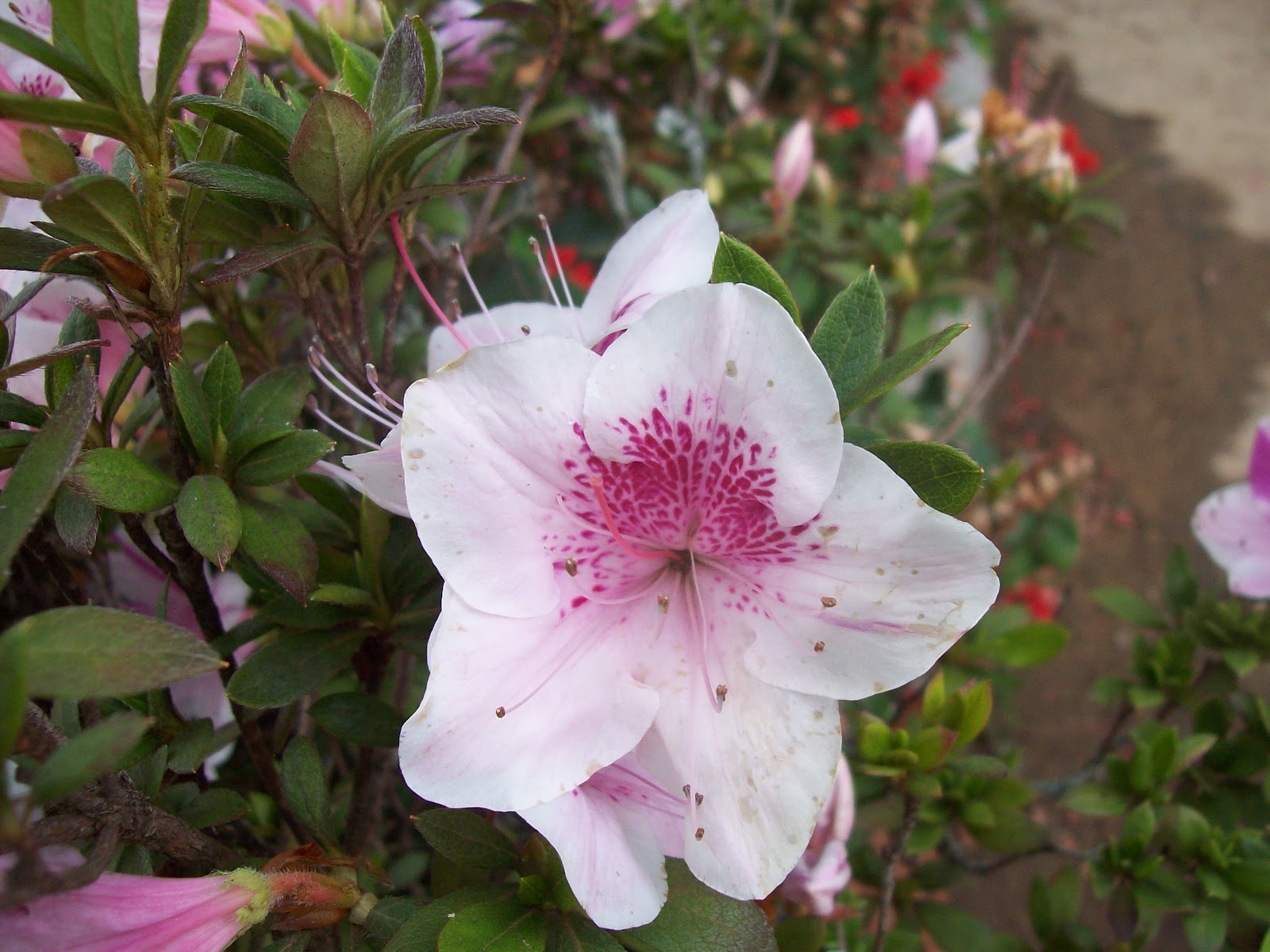 gardentropics: Flowers from Nilgiris