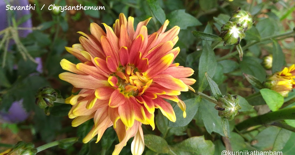 Flowers from My Cam: 8. Sevanthi / Chrysanthemum ~ Kurinji Kathambam