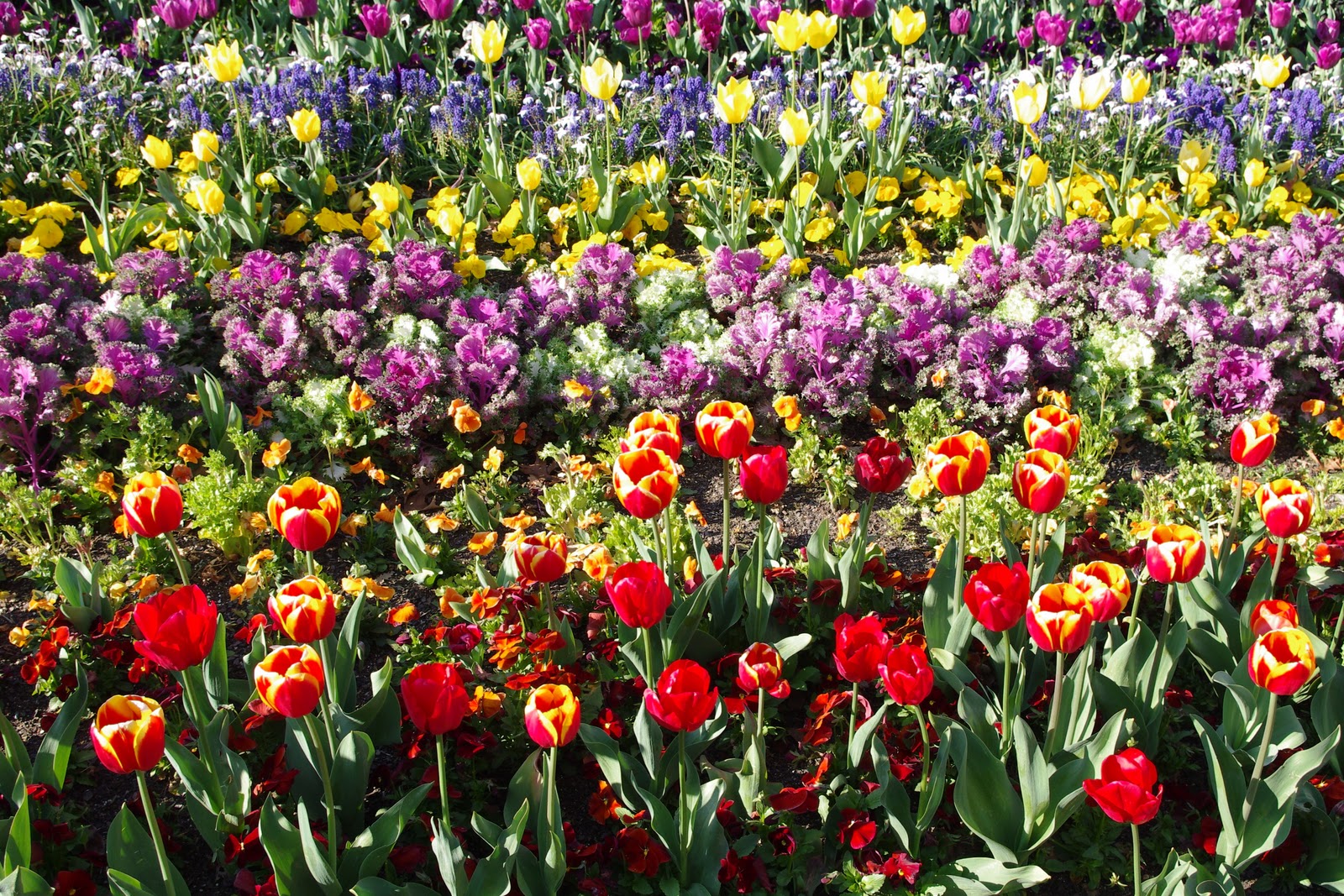 Geoff Thompsons Blog: Floriade--Canberra