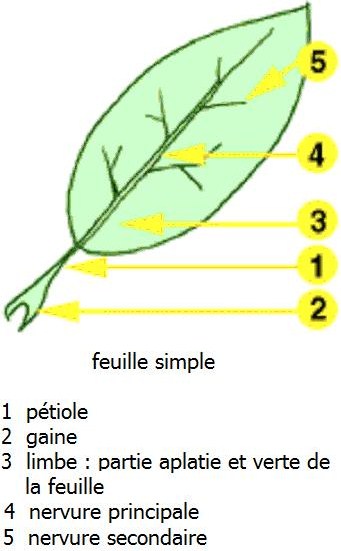 Les Petites Herbes: Éléments de botanique