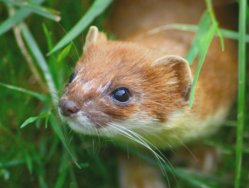 Synapsida: Weasels in the Snow: Common Weasels and Stoats