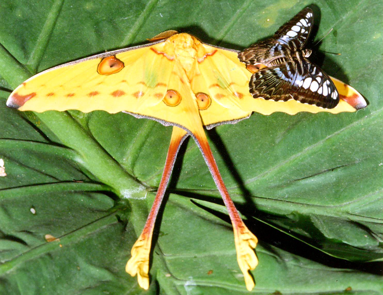 La Faune à Madagascar ~ Madagascar