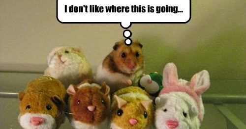 Thinking Pink: Top Five LOL Animals of the Day