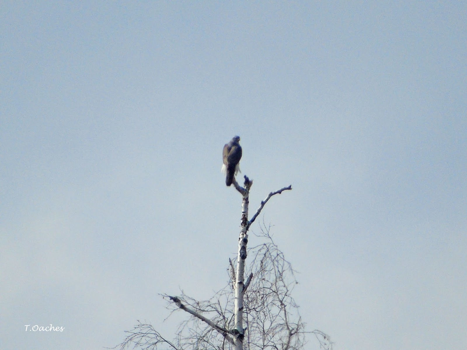 PASARI DIN ROMANIA: ULIU PORUMBAR (ULIUL GAINILOR), Accipiter gentilis