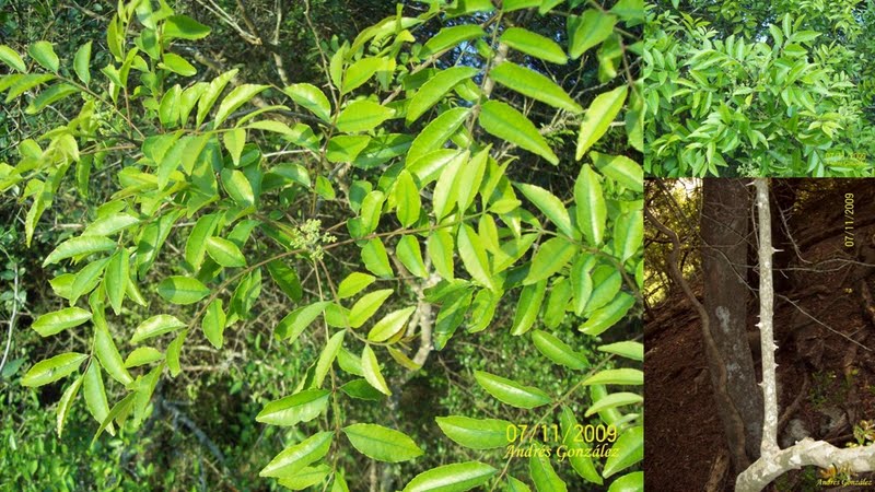 FOTOS DE FLORA NATIVA Y ADVENTICIAS DE URUGUAY : Zanthoxylum rhoifolium ...