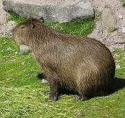 Zenul Vohra: Capybara