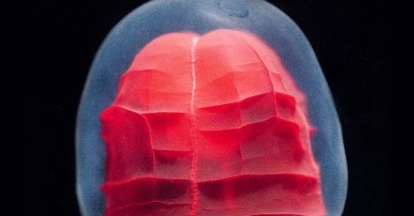 Real Monstrosities: Red Paper Lantern Jellyfish