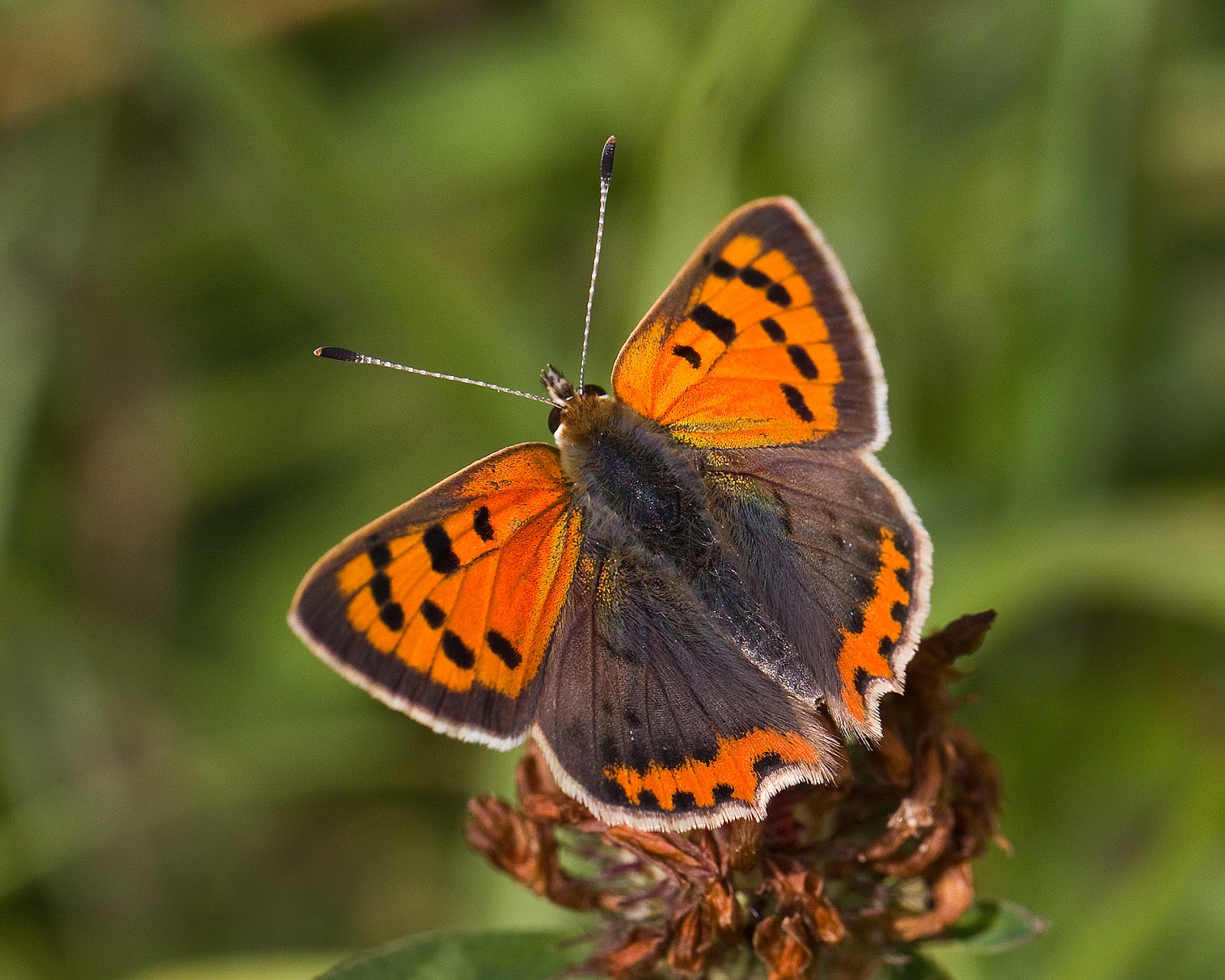 Martin's Sussex Birding Blog: Small Copper