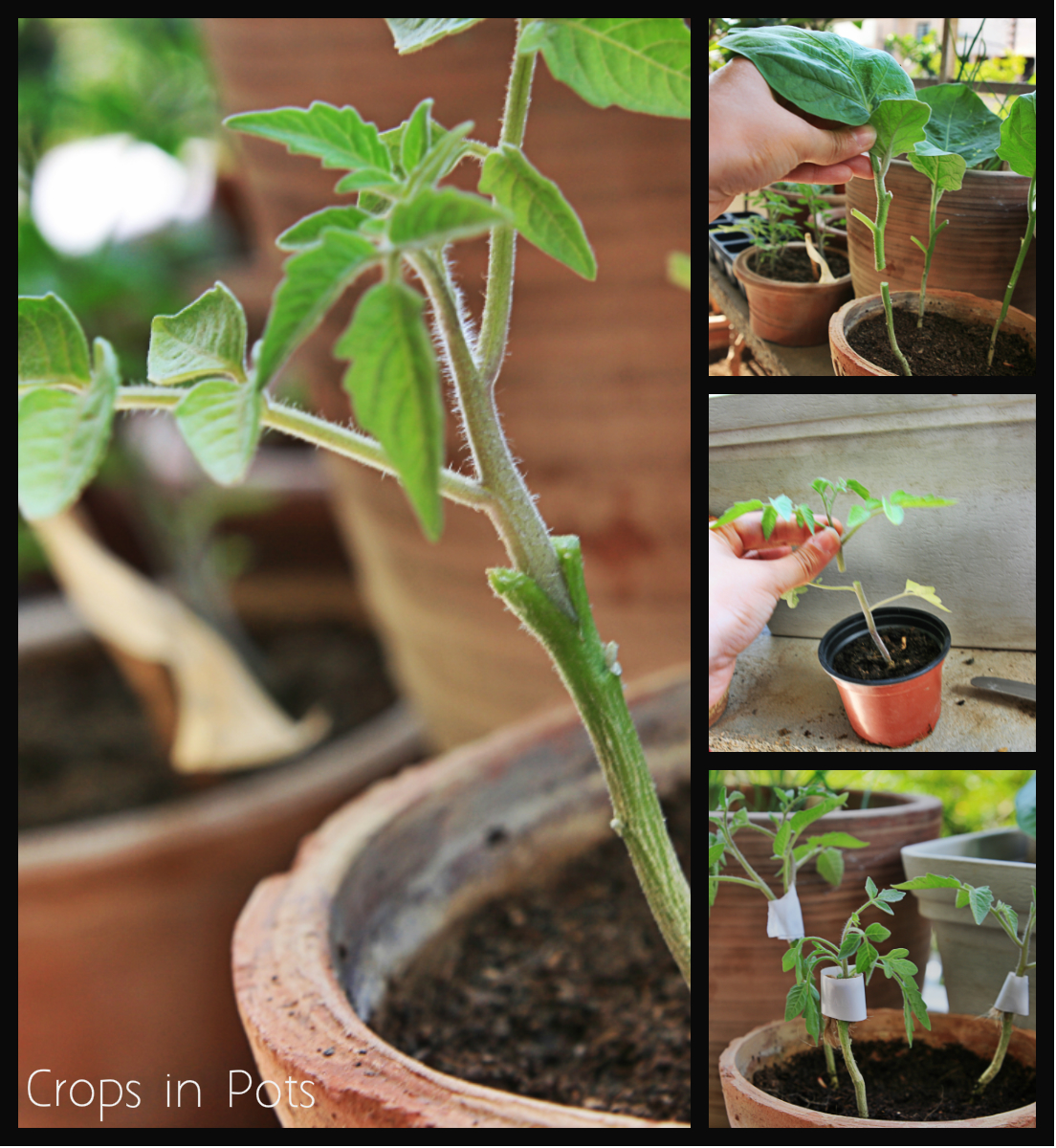 Crops In Pots: DIY: Graft a Tomato