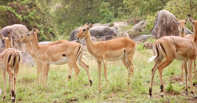 HISTORIA YA KISIWA CHA SAA NANE- - LUCKY-TV