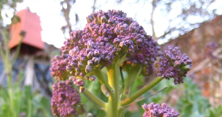Its Time to Harvest the Purple Sprouting Broccoli! (Part 2) | Grow Your ...