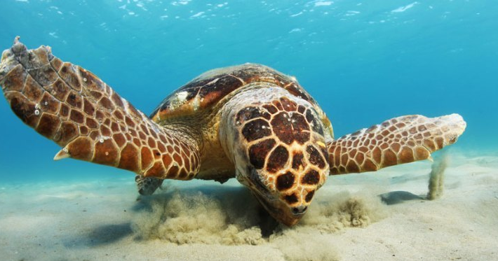 Jenis Penyu Langka, Mulai Penyu Belimbing, Hijau Hingga Tempayan