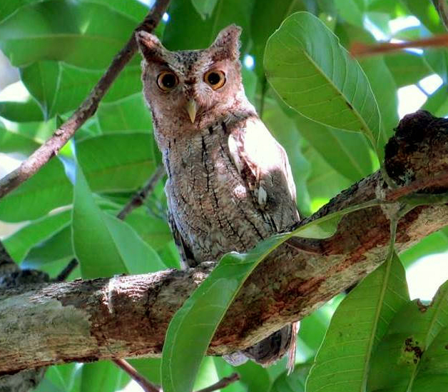 Bellas Aves de El Salvador: Megascops (Otus) cooperi (búho del pacífico ...