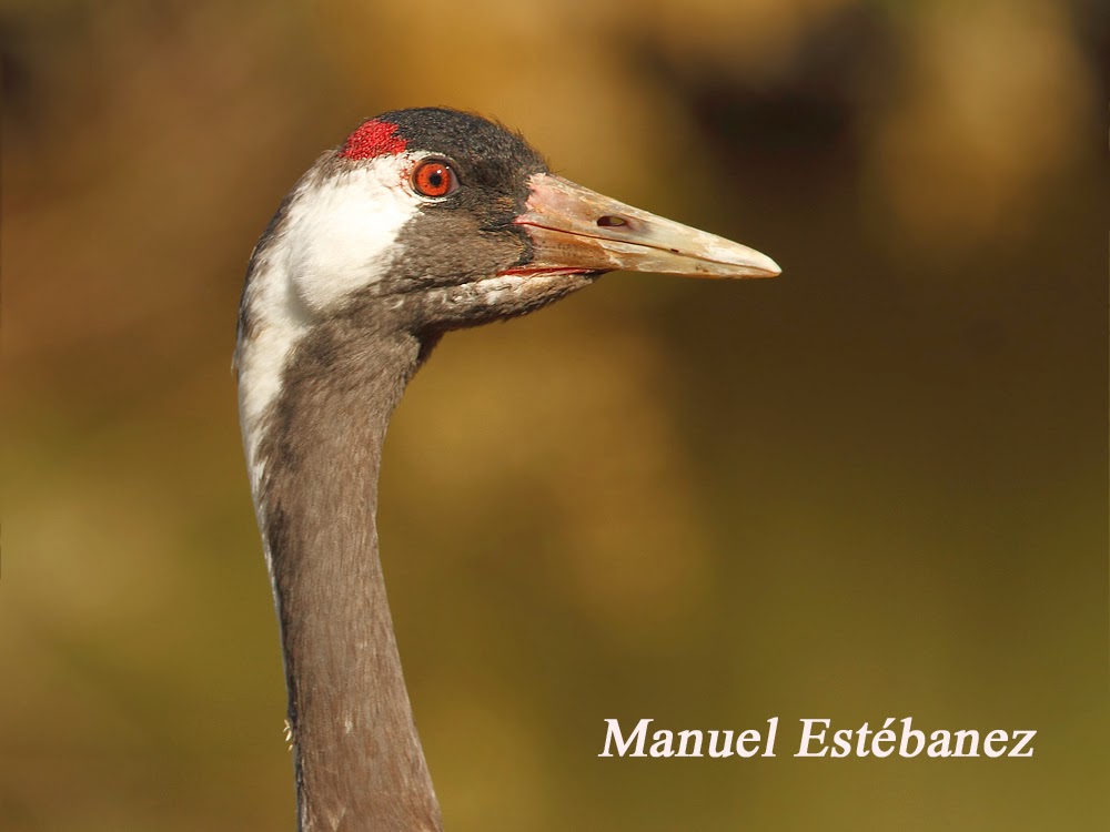Miradas Cantábricas: Grulla común (Grus grus) I