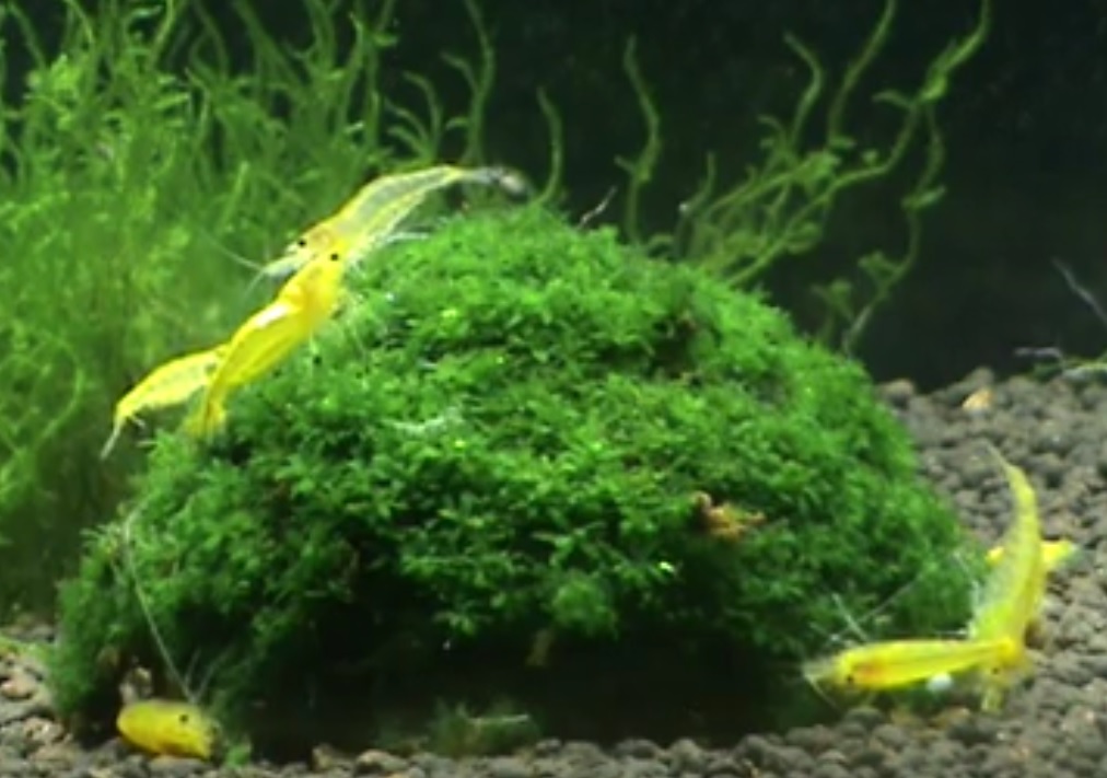 Udang Yellow Shrimp Aquascape