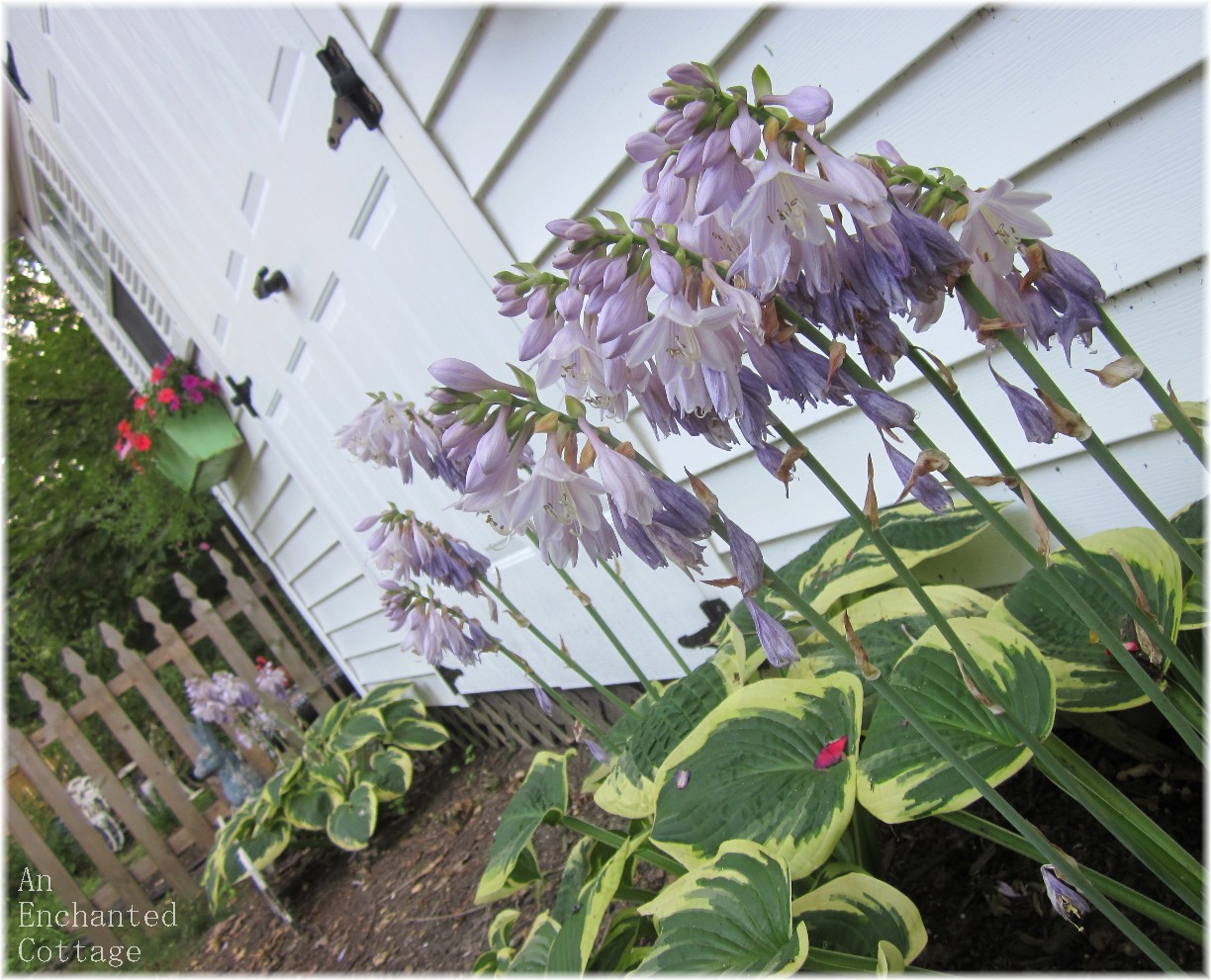 An Enchanted Cottage: Hosta, Sweet Hosta....