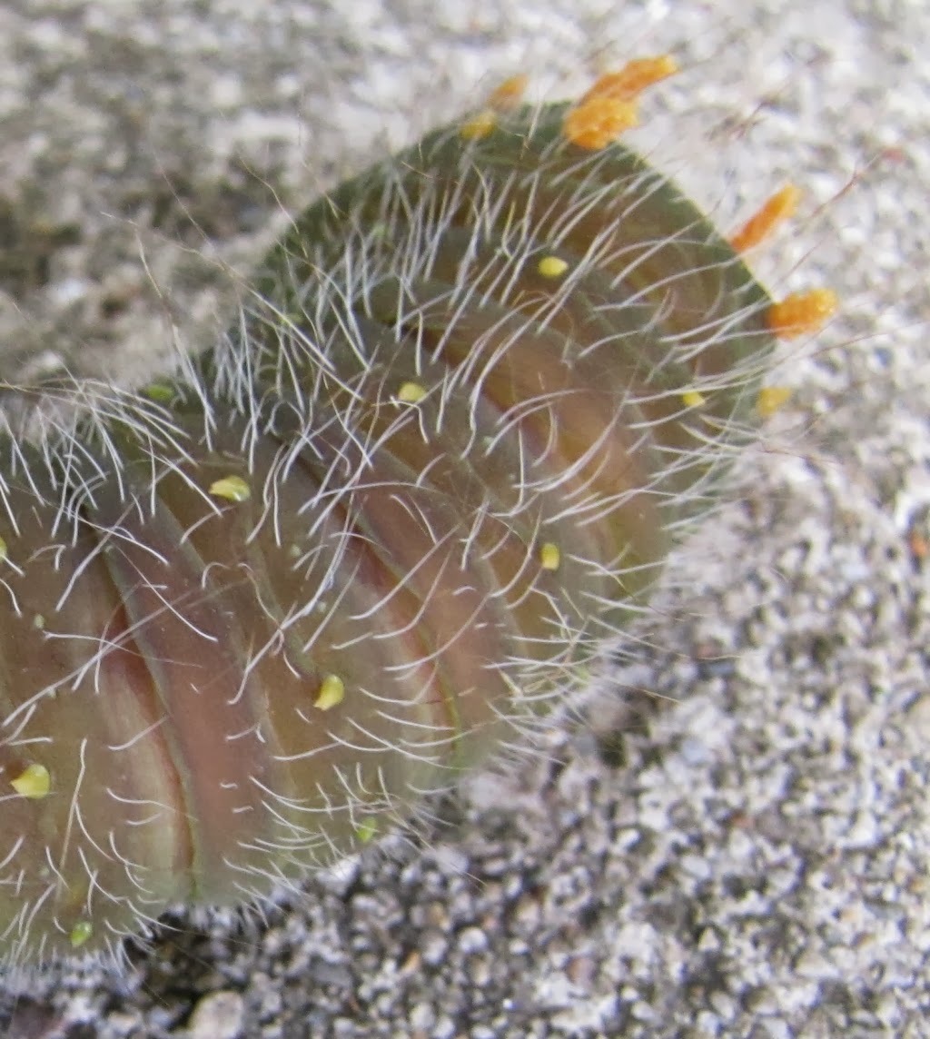 Pinehaven - Farmersville, Ohio: Imperial Moth