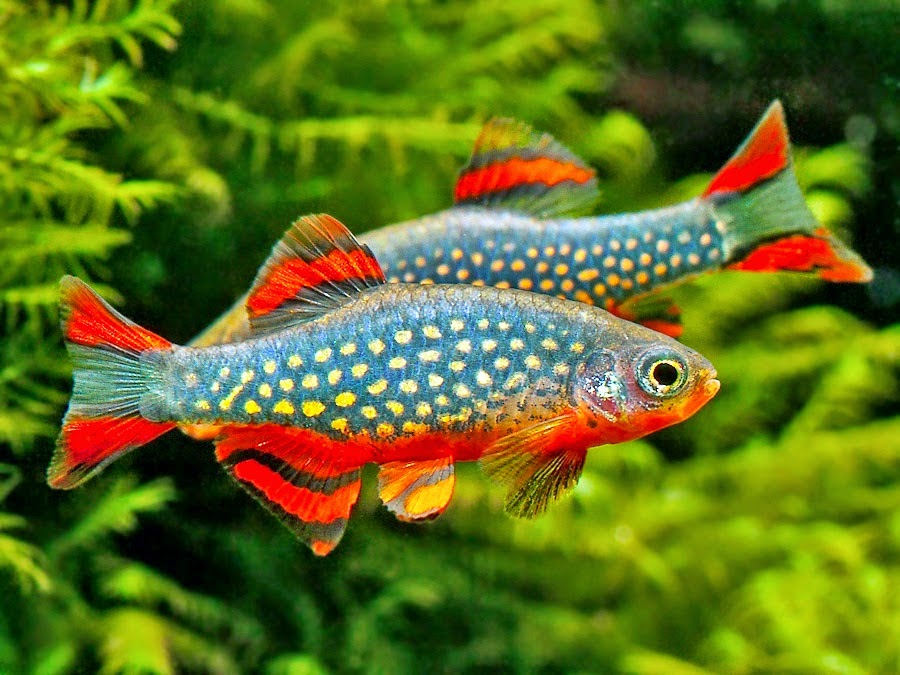 Ikan Galaxy Rasbora ~ CFF