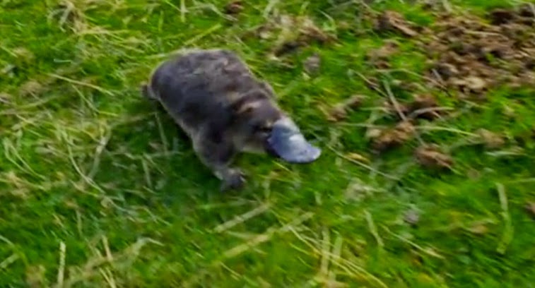 Watch a Platypus Walk between Creeks in Tasmania | The Ark In Space
