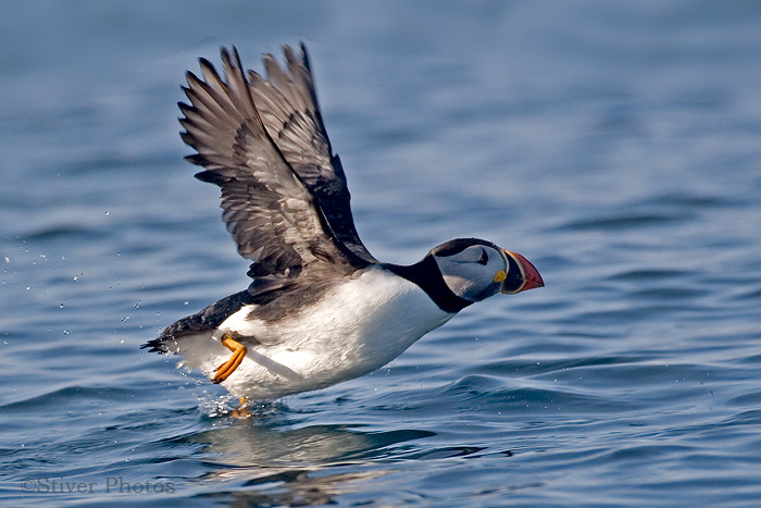 Atlantic Puffins Wildlife Information | All Wildlife Photographs
