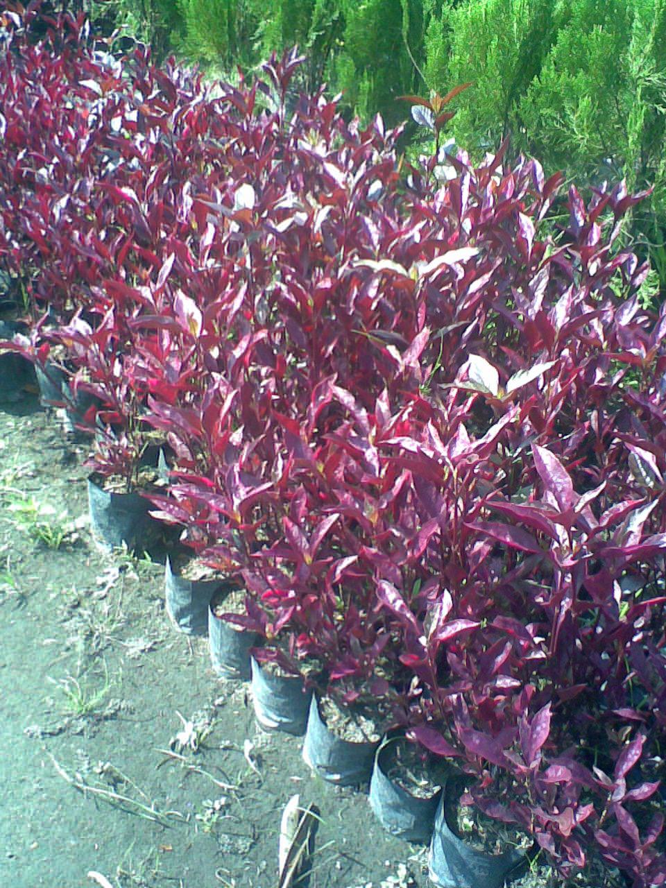 Terpopuler 40+ Tanaman Berdaun Merah Perdu