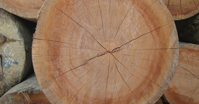 JUAL Kayu Keruing | Jakarta Utara - pasarkayu