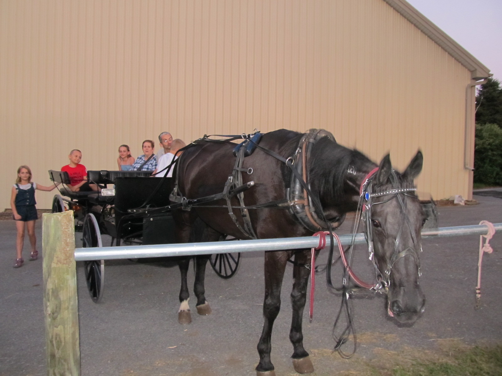 Barns Family USA Odyssey: Buggy Ride