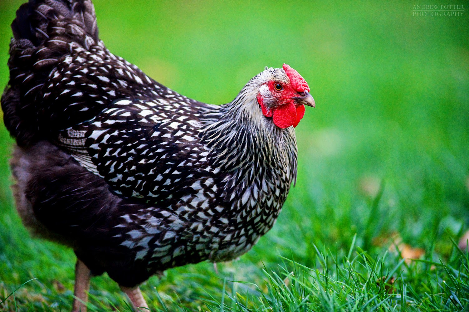 Andrew Potter Photo Blog: Chickens 300 2.8