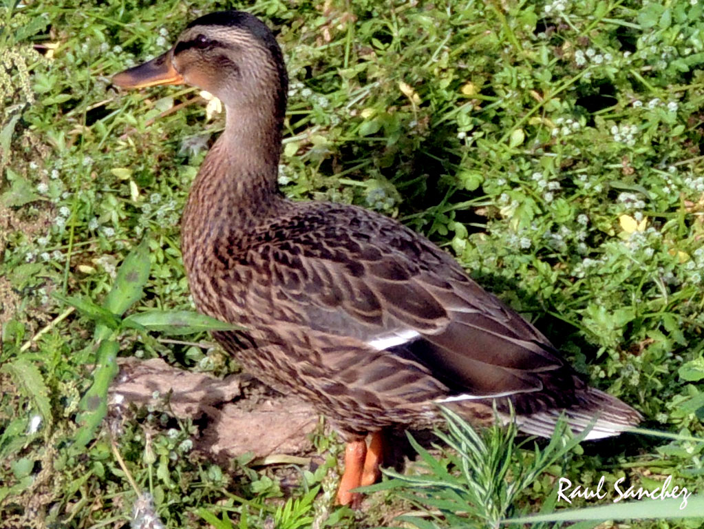 Naturaleza Viva : EL Pato de Rio ( Familia Anatidae ) Anade friso ...