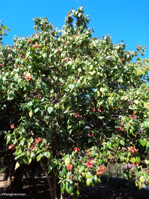 Rosa en Gran Canaria: Majagua (Hibiscus elatus)