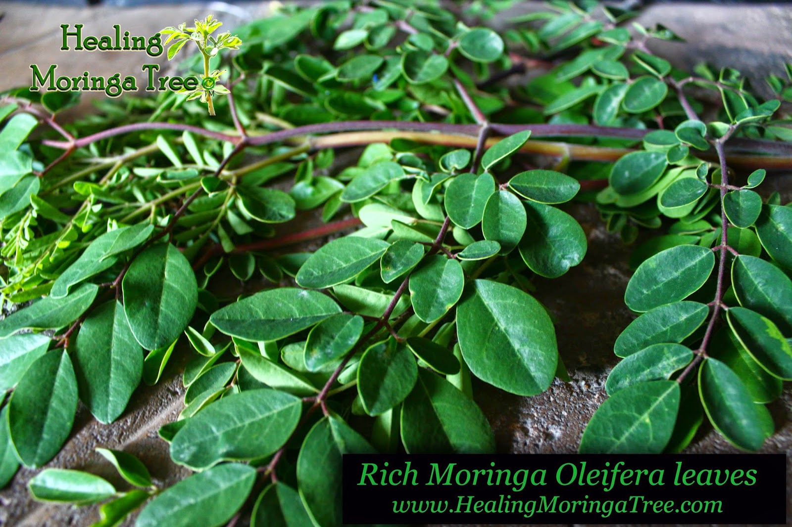 Healing Moringa Tree: Eat Fresh Moringa leaves!