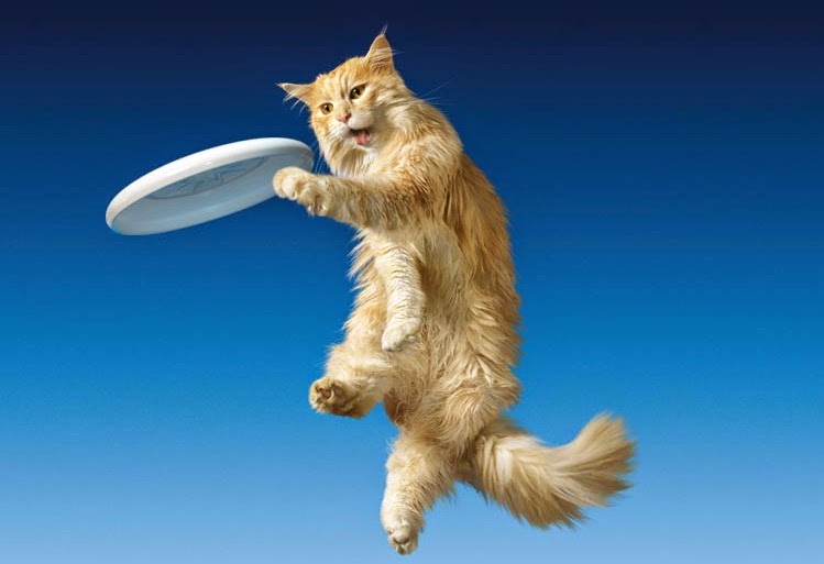 Be More Dog!: O2 - Be More Dog (IMC Campaign)