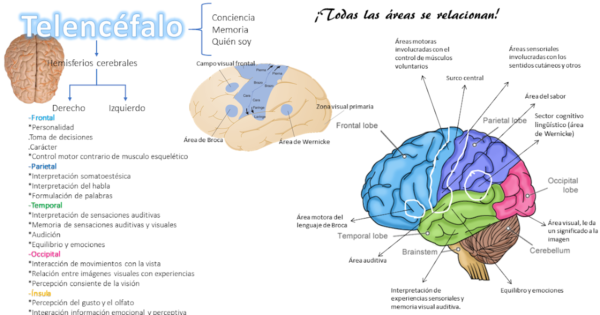 Blog de fisiología básica UAS de Diana Laura Flores Castillo ciclo 2018 ...