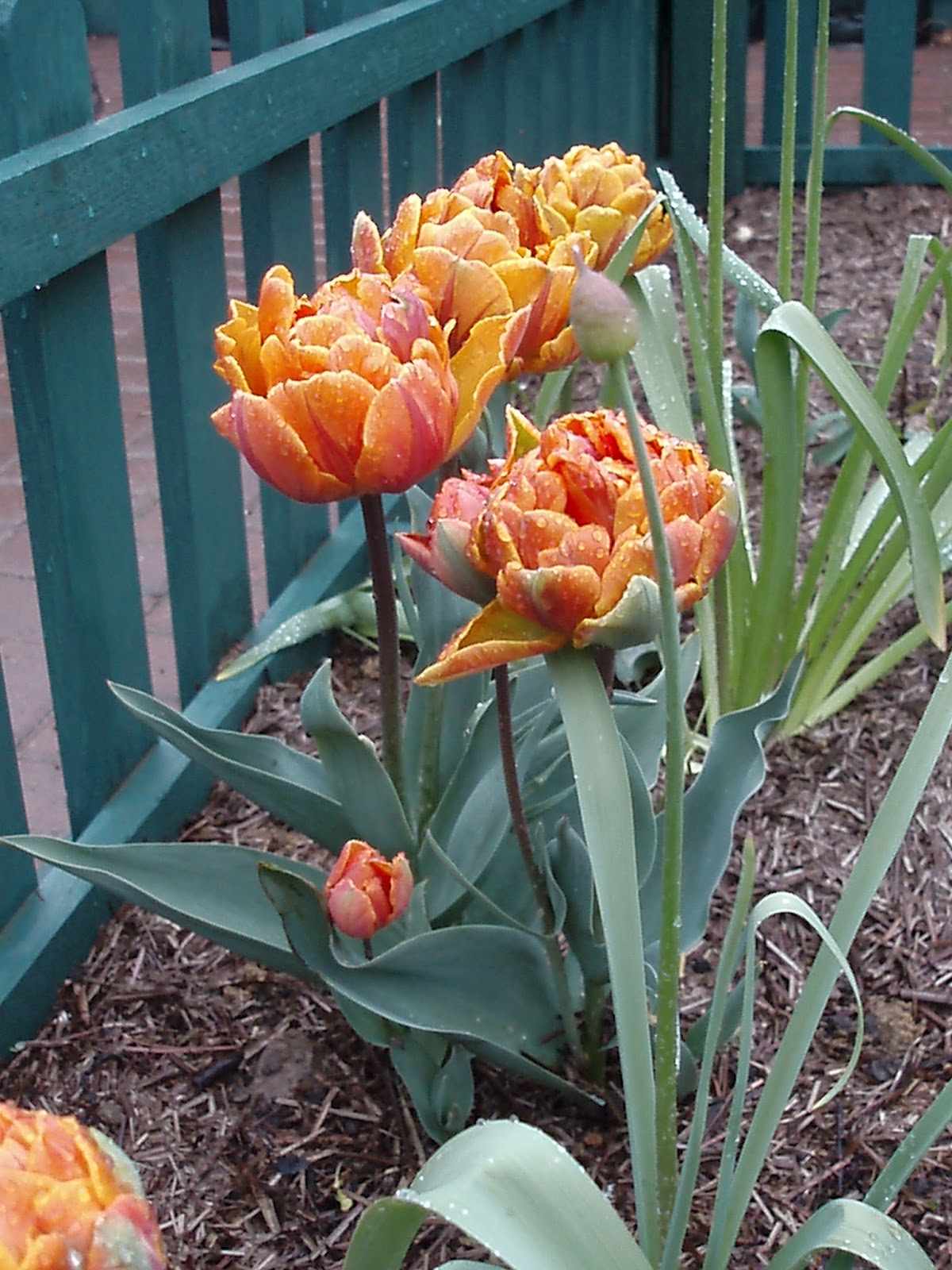 Musings of a Gardener: Orange Princess